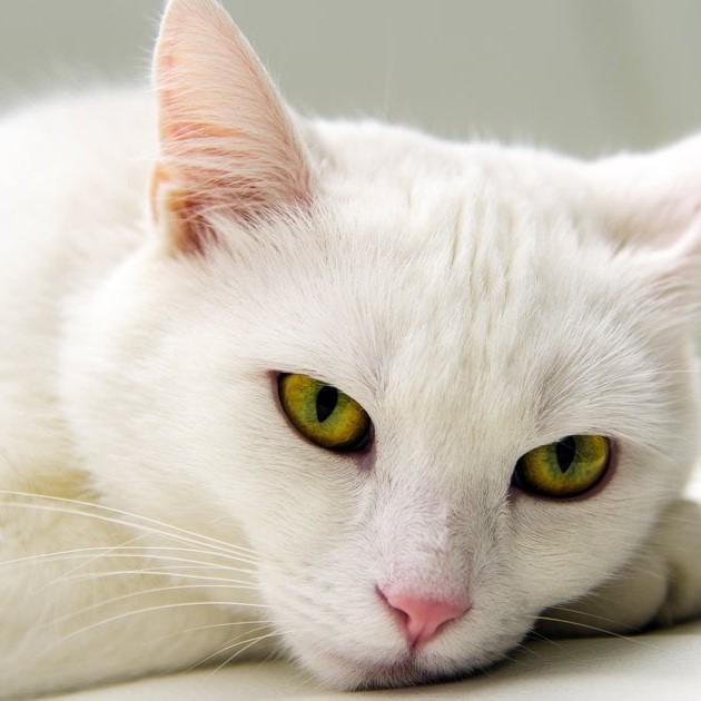 WhiteCat - Inspire Uplift