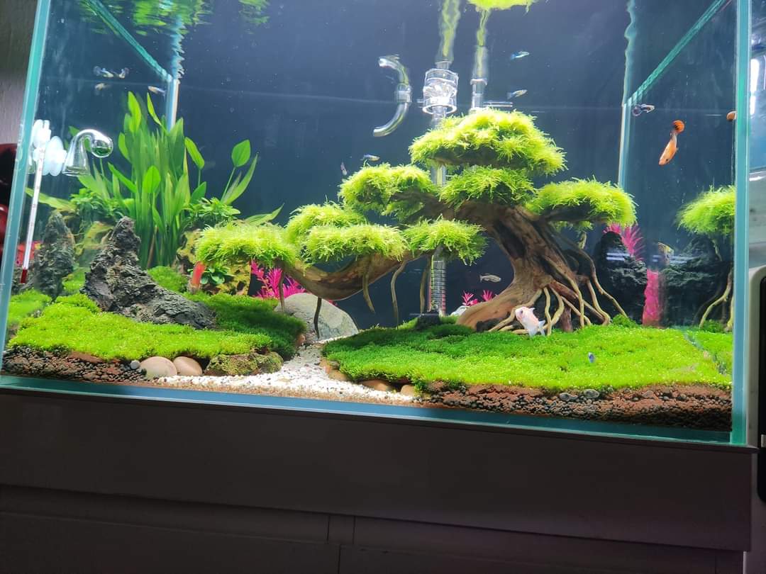 BonsaiAquarium - InspireUplift Marketplace