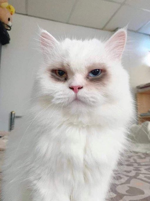 RICARDORODRIGUEZSTORE - Inspire Uplift