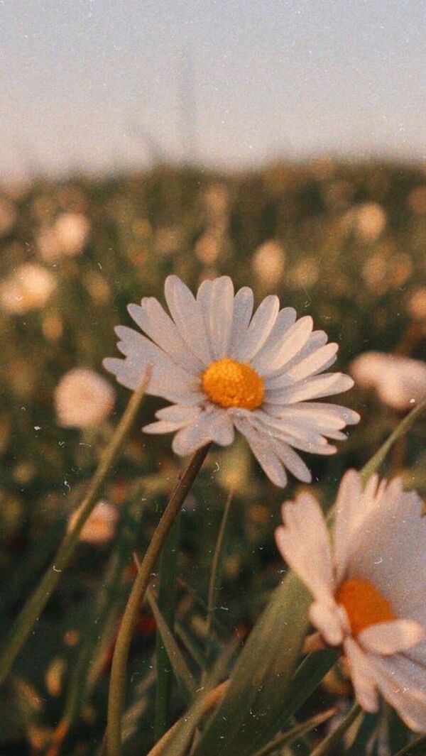 CAROLSTALLINGSSTORE - Inspire Uplift