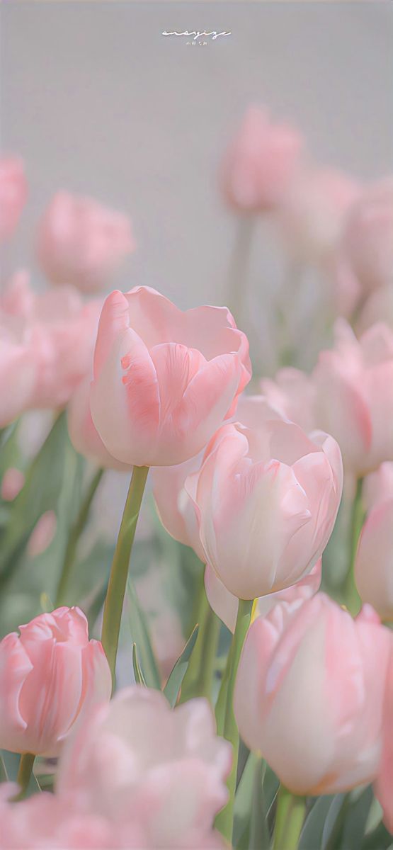 DENISEFITZHUGHSTORE - Inspire Uplift