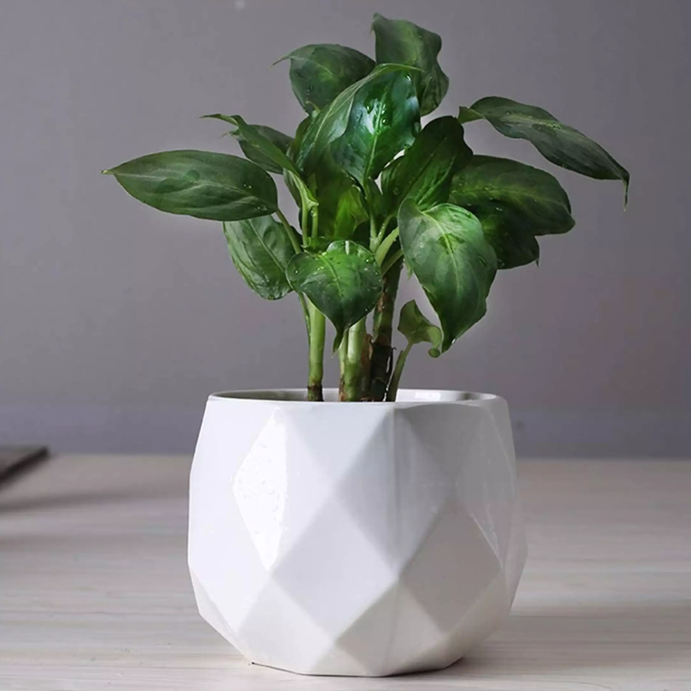Diamond Planter Pot For Elegant Indoor Decor - Inspire Uplift