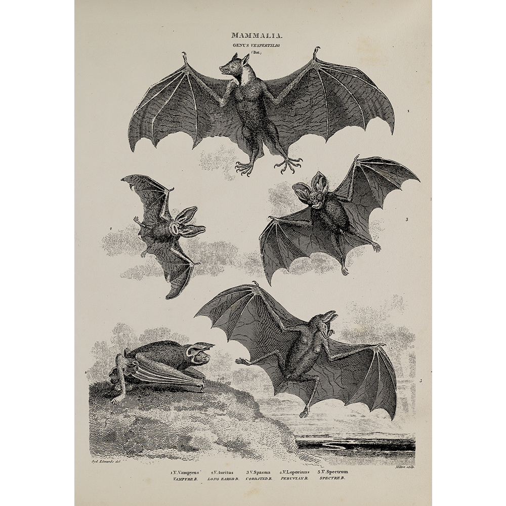 Vampire Bats Poster. 878. | Inspire Uplift