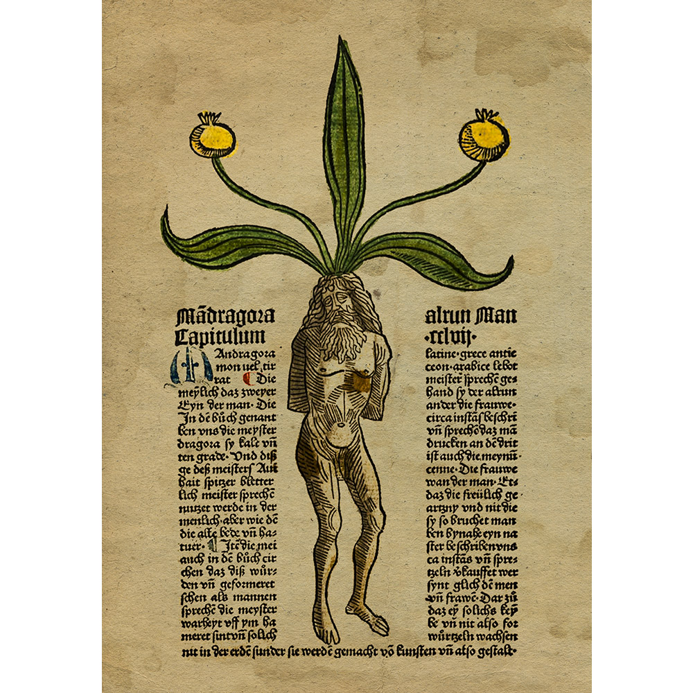 Male Mandrake Root, Medieval Art Print.764 | Inspire Uplift