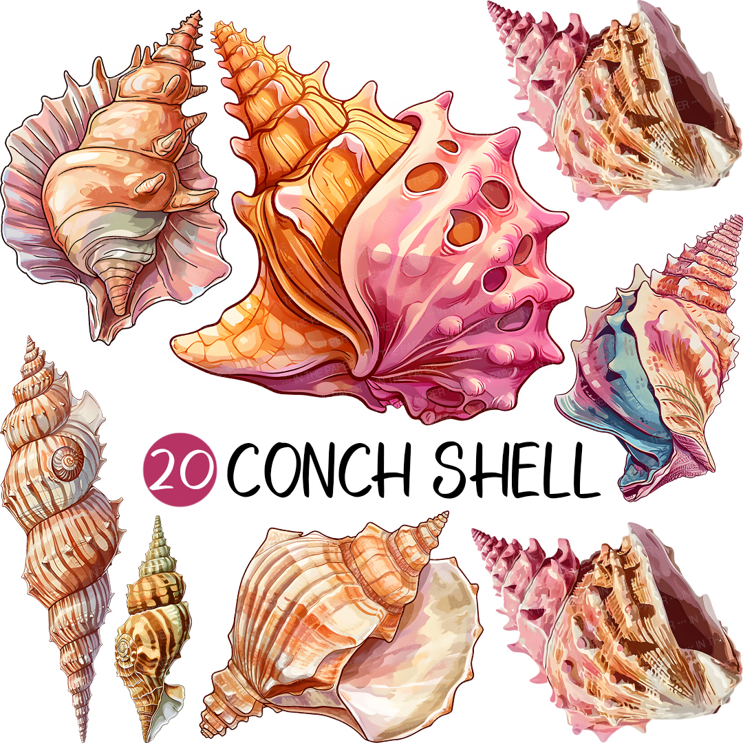 Conch shell PNG | Seashell Conch Clip Art Under The Sea Crea | Inspire ...