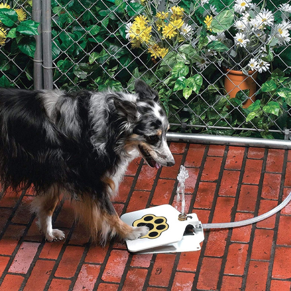 Dog Water Fountain Clean Self Drinking | Inspire Uplift