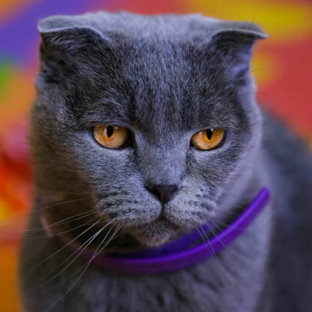 Anxiety Reducer Cat Calming Collar | Inspire Uplift
