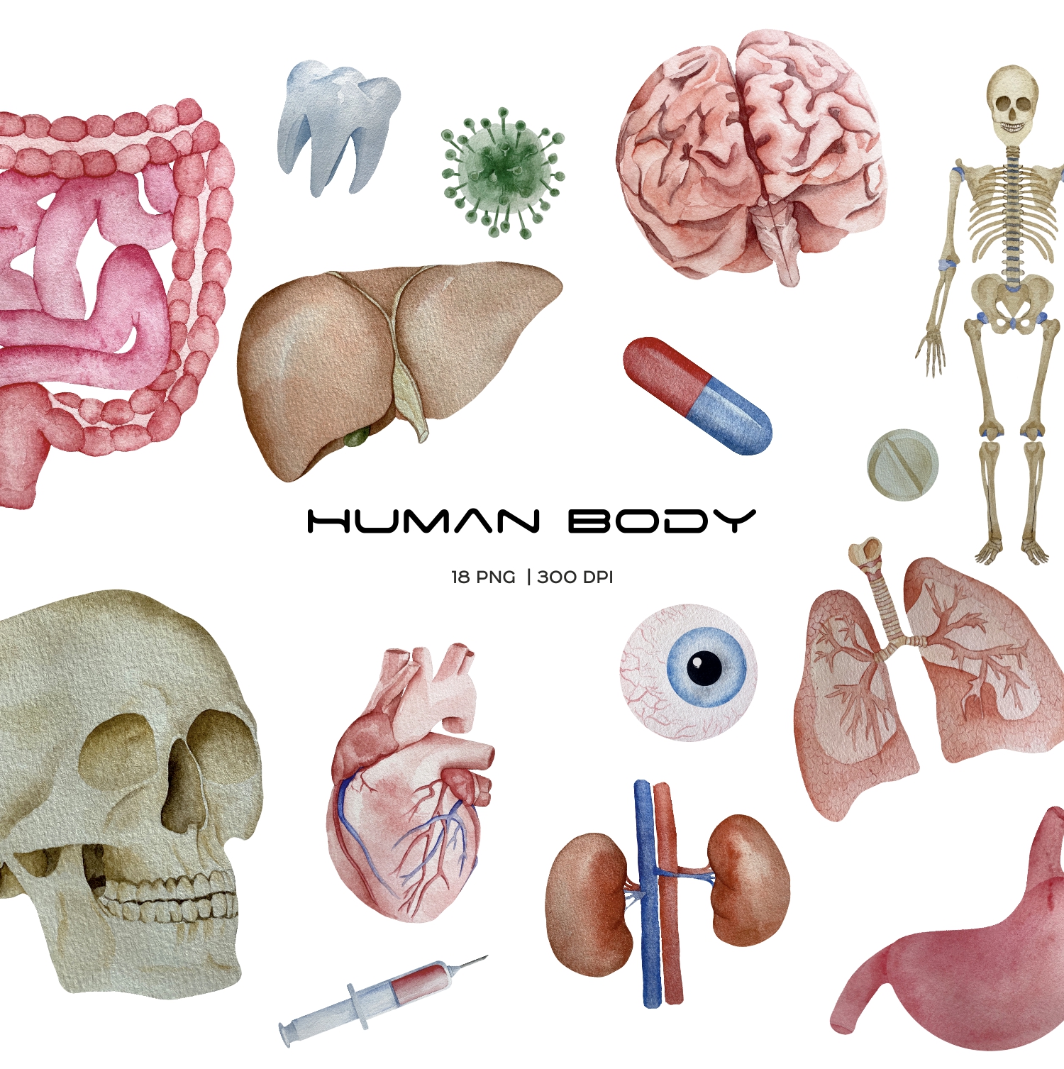 Watercolor human organs clipart anatomy illustration - Inspire Uplift