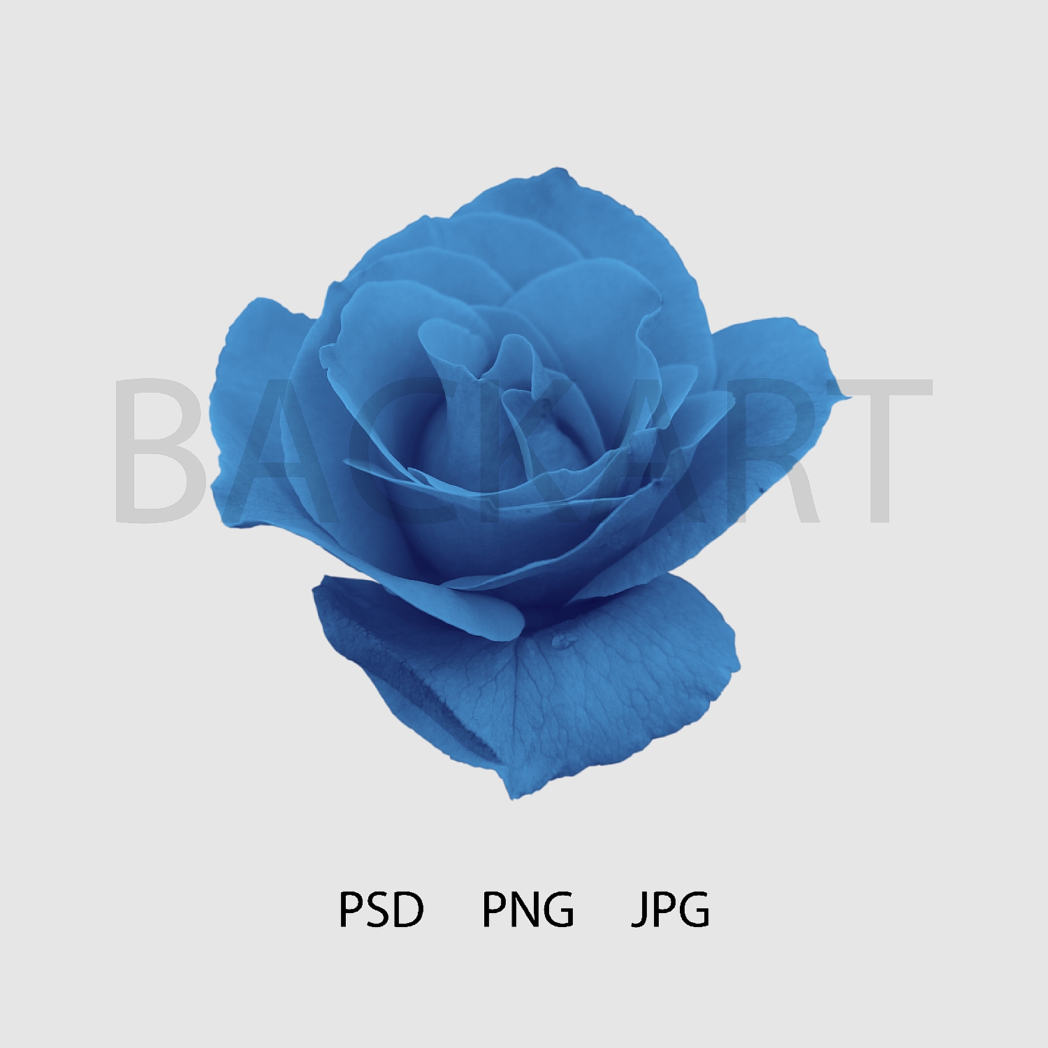 Gorgeous blue rose isolated with transparent background for - Inspire ...