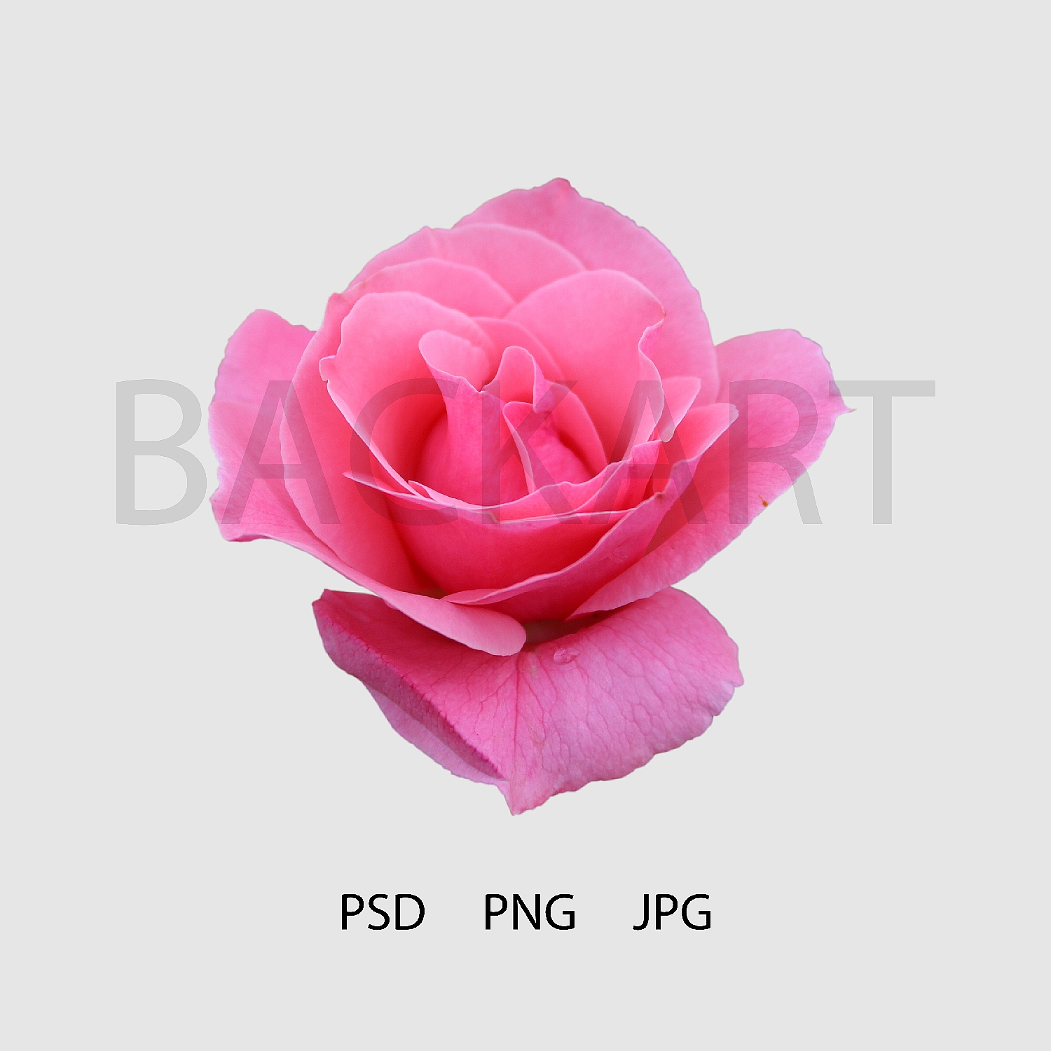 Gorgeous pink rose isolated with transparent background for - Inspire ...
