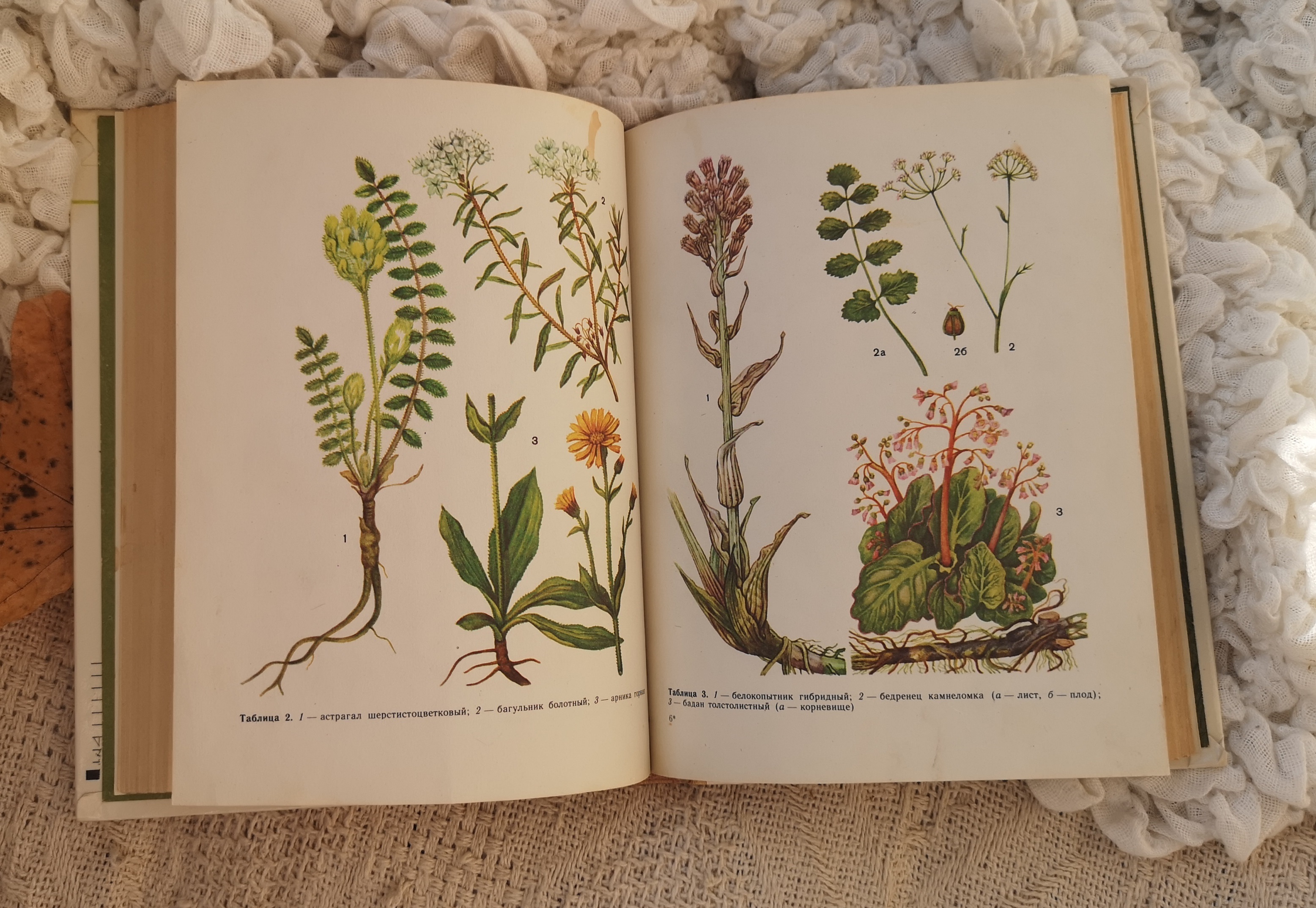 Botanical guide, vintage medicinal plants book, healing herb - Inspire ...