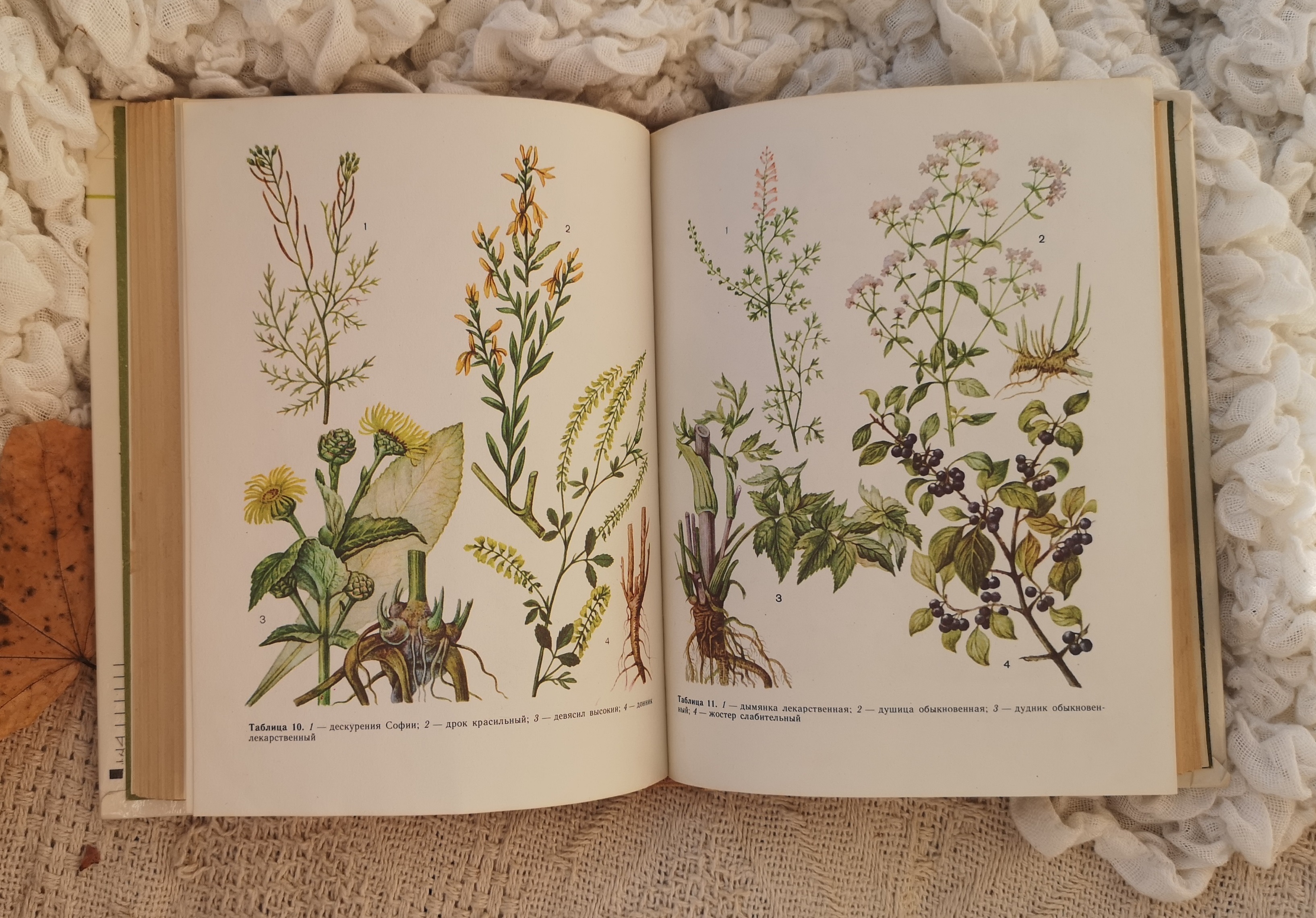 Botanical guide, vintage medicinal plants book, healing herb - Inspire ...
