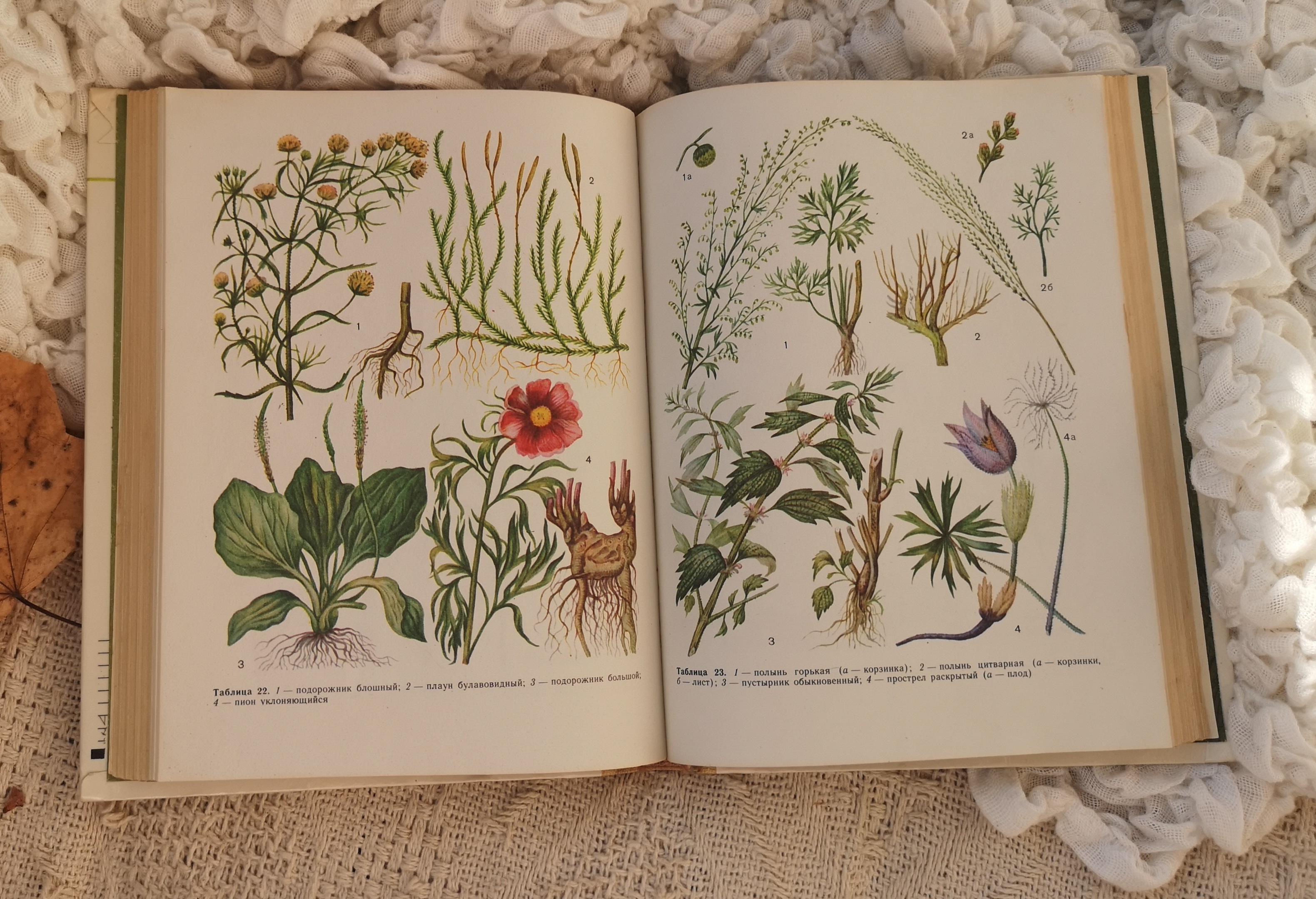 Botanical guide, vintage medicinal plants book, healing herb | Inspire ...