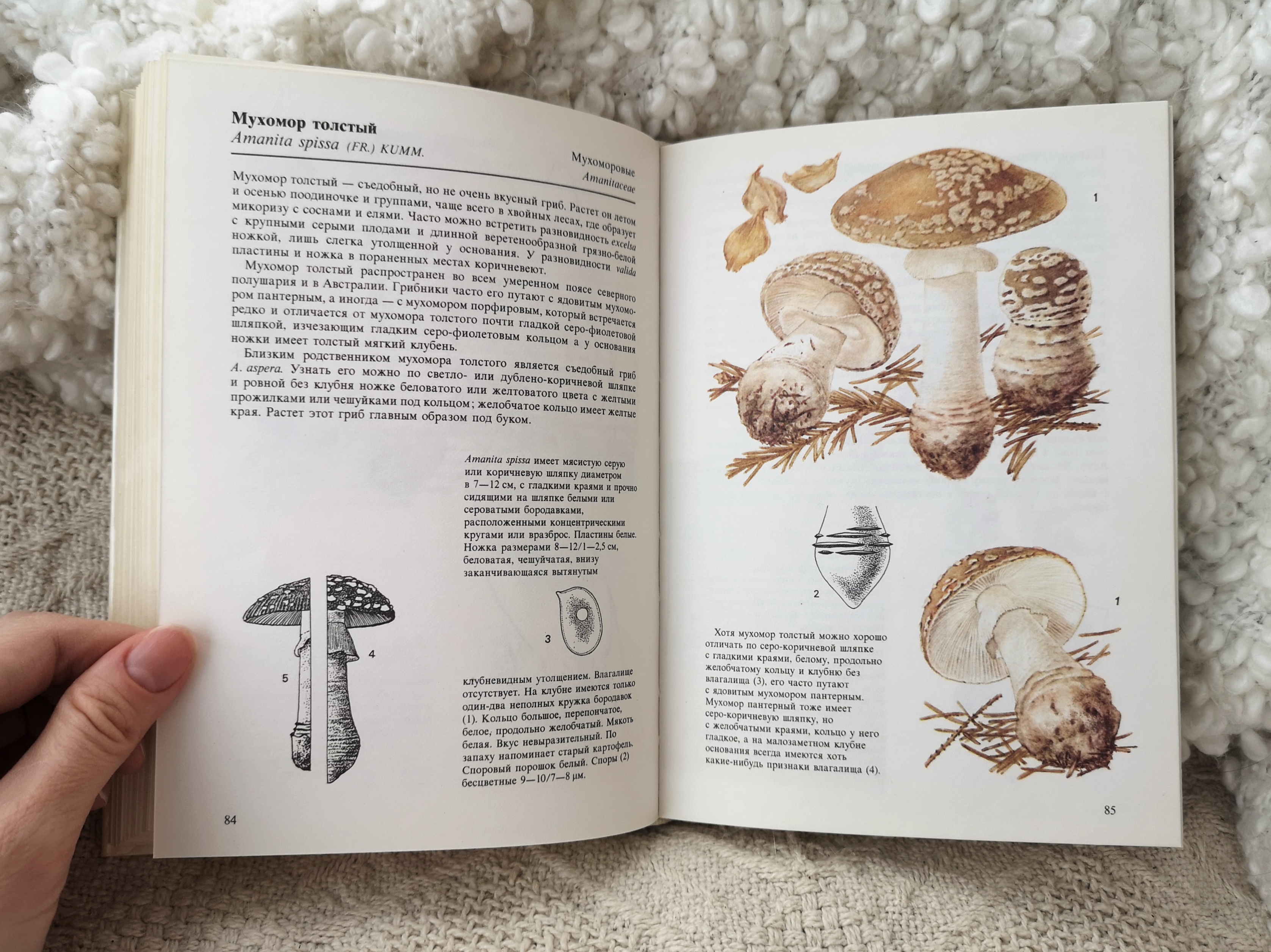 Mushrooms handbook, vintage botanical reference guide, mushr - Inspire ...
