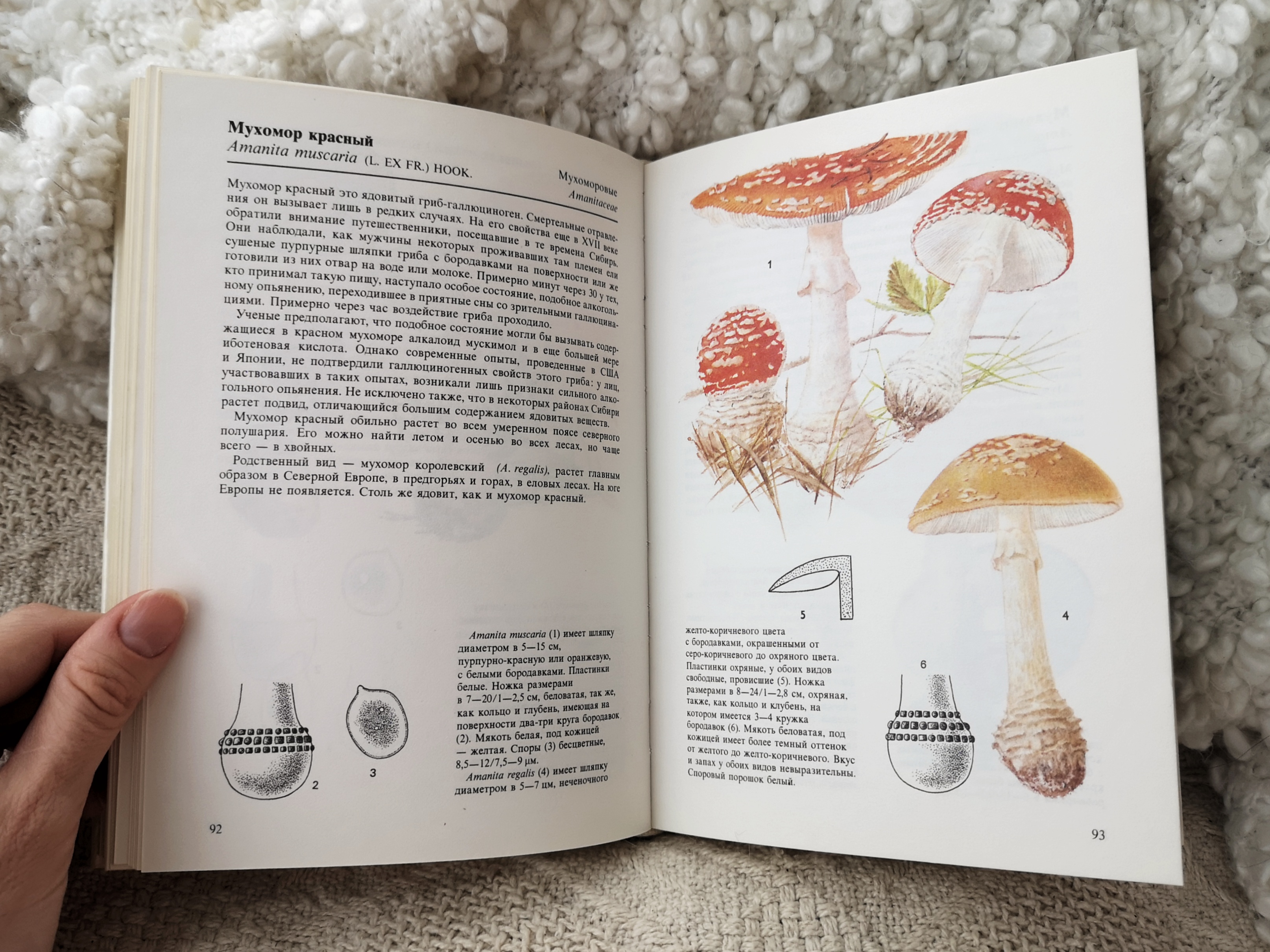 Mushrooms handbook, vintage botanical reference guide, mushr - Inspire ...