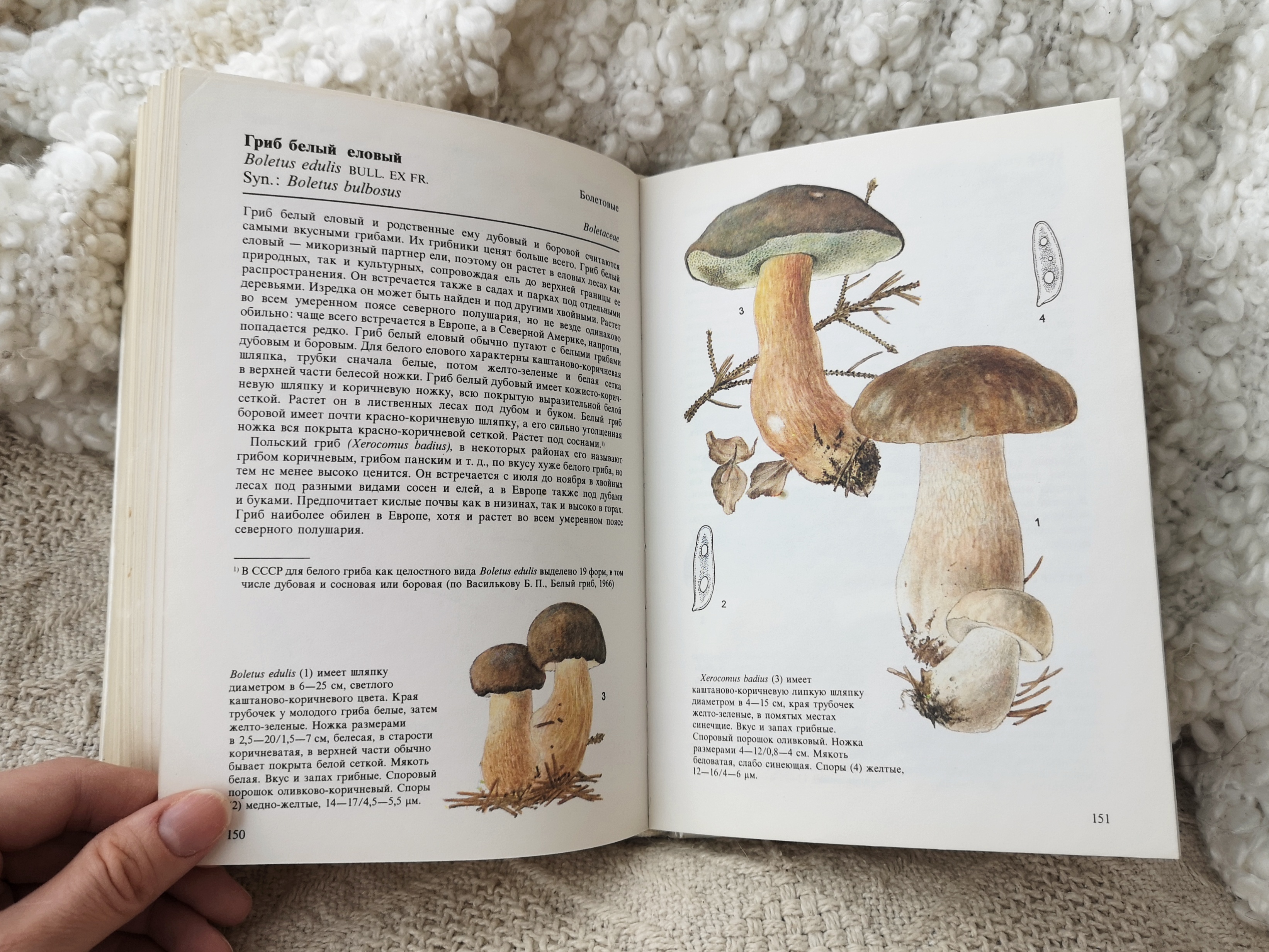 Mushrooms handbook, vintage botanical reference guide, mushr - Inspire ...