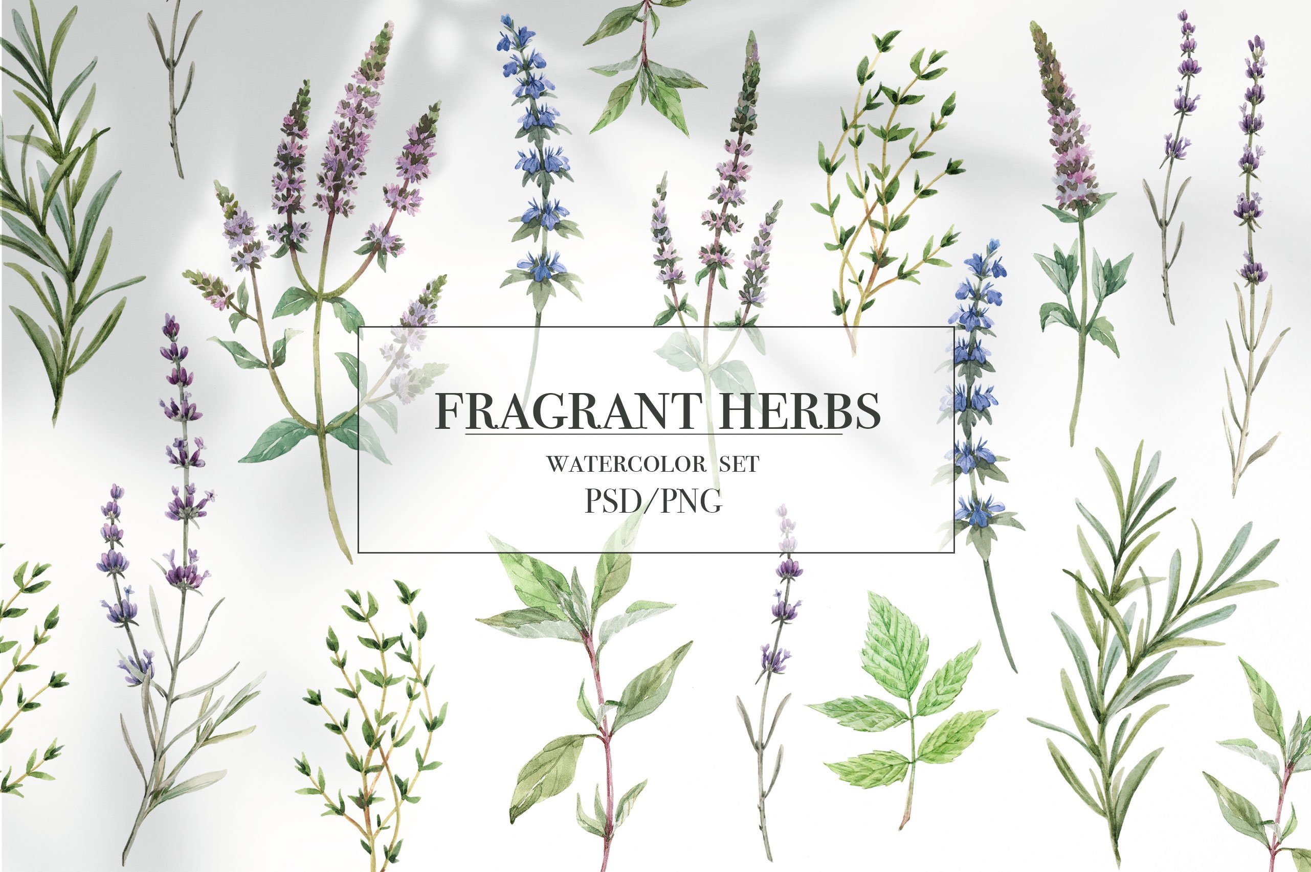Fragrant herbs set.Watercolor Flower - Inspire Uplift