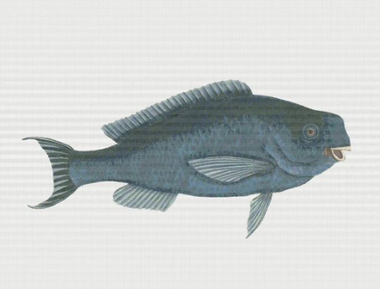 PDF Counted Cross Stitch Pattern | Fish | 6 Sizes - Inspire Uplift