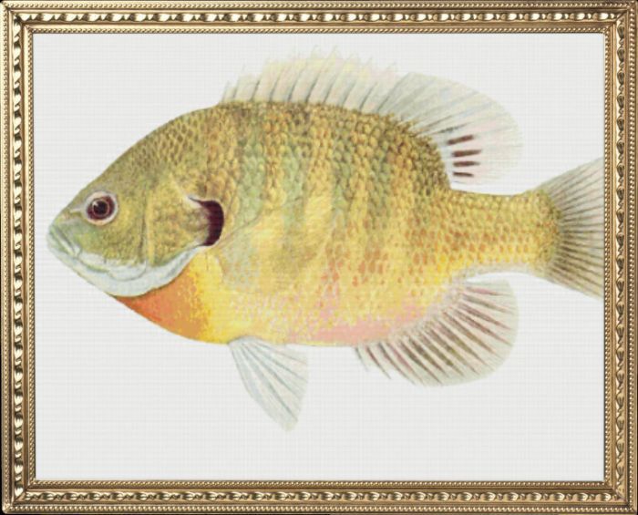 PDF Counted Cross Stitch Pattern | Fish | 6 Sizes - Inspire Uplift