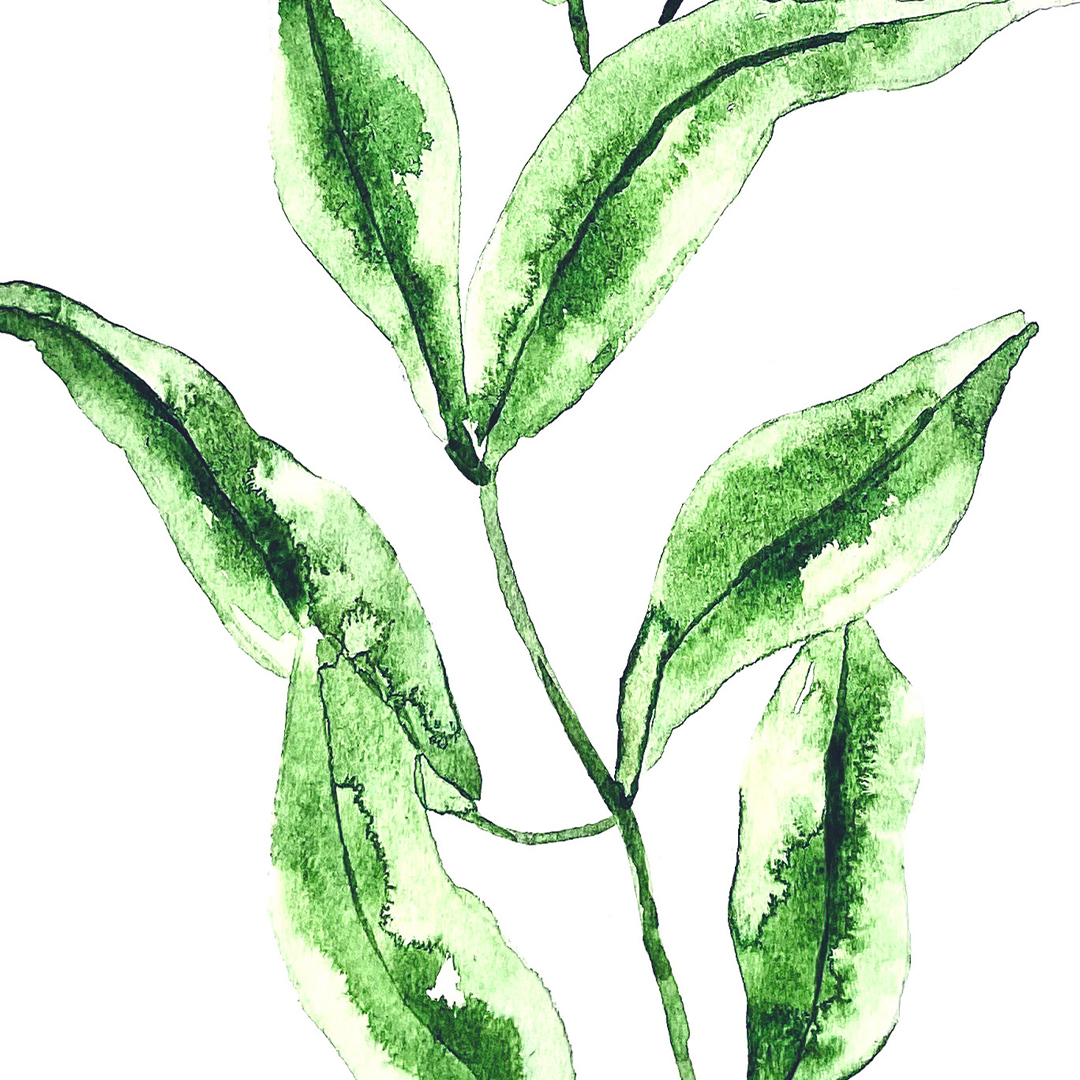 Set of 3 Botanical Print Set, Plant Posters, Greenery Prints - Inspire ...