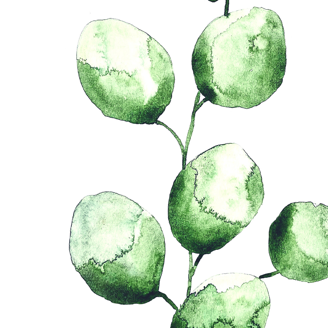 Set of 6 Botanical Print Set, Plant Posters, Greenery Prints - Inspire ...