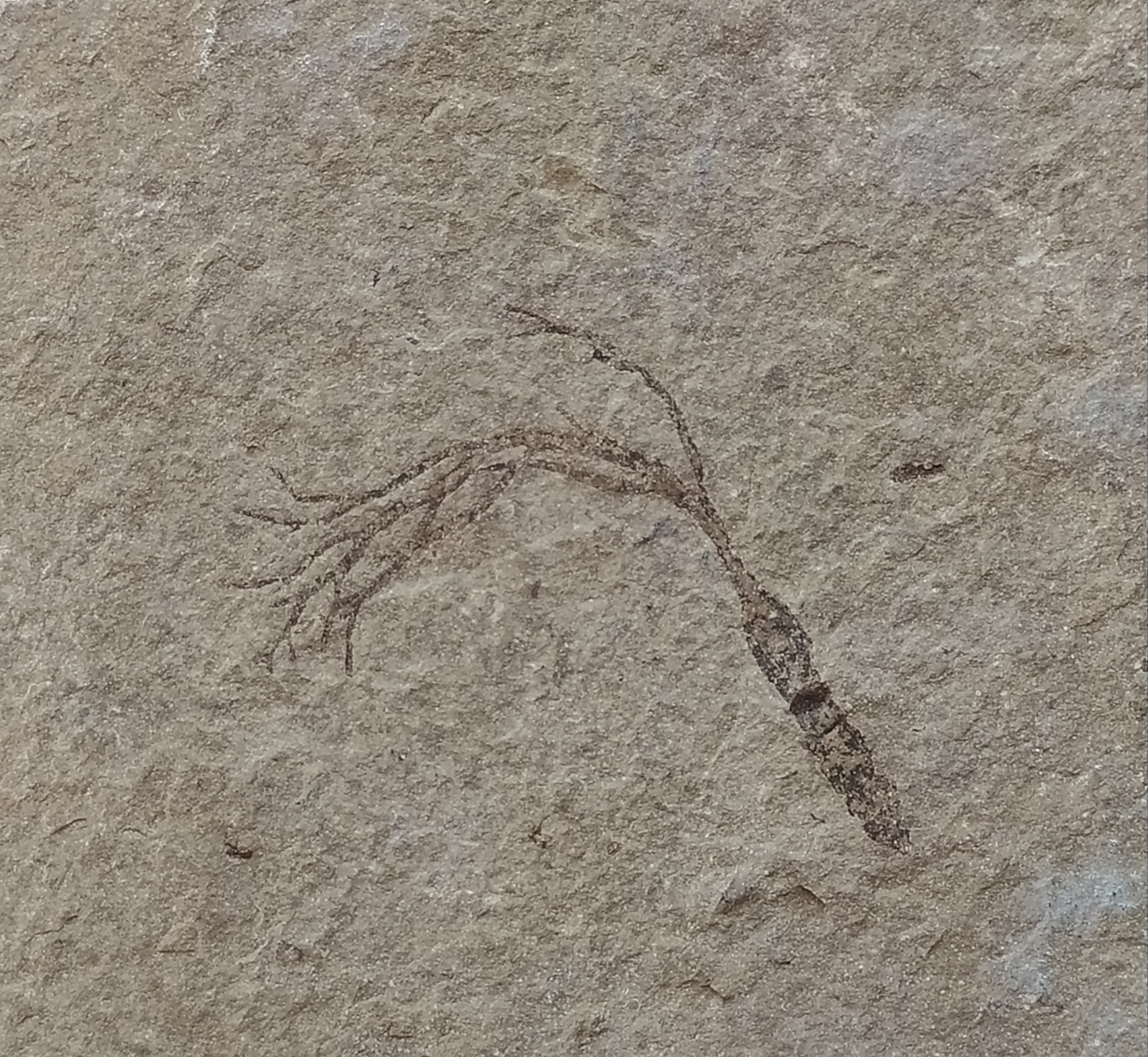 Rare Fossils, Brown Seaweed Cystoseira, Exclusive Fossils, A - Inspire ...