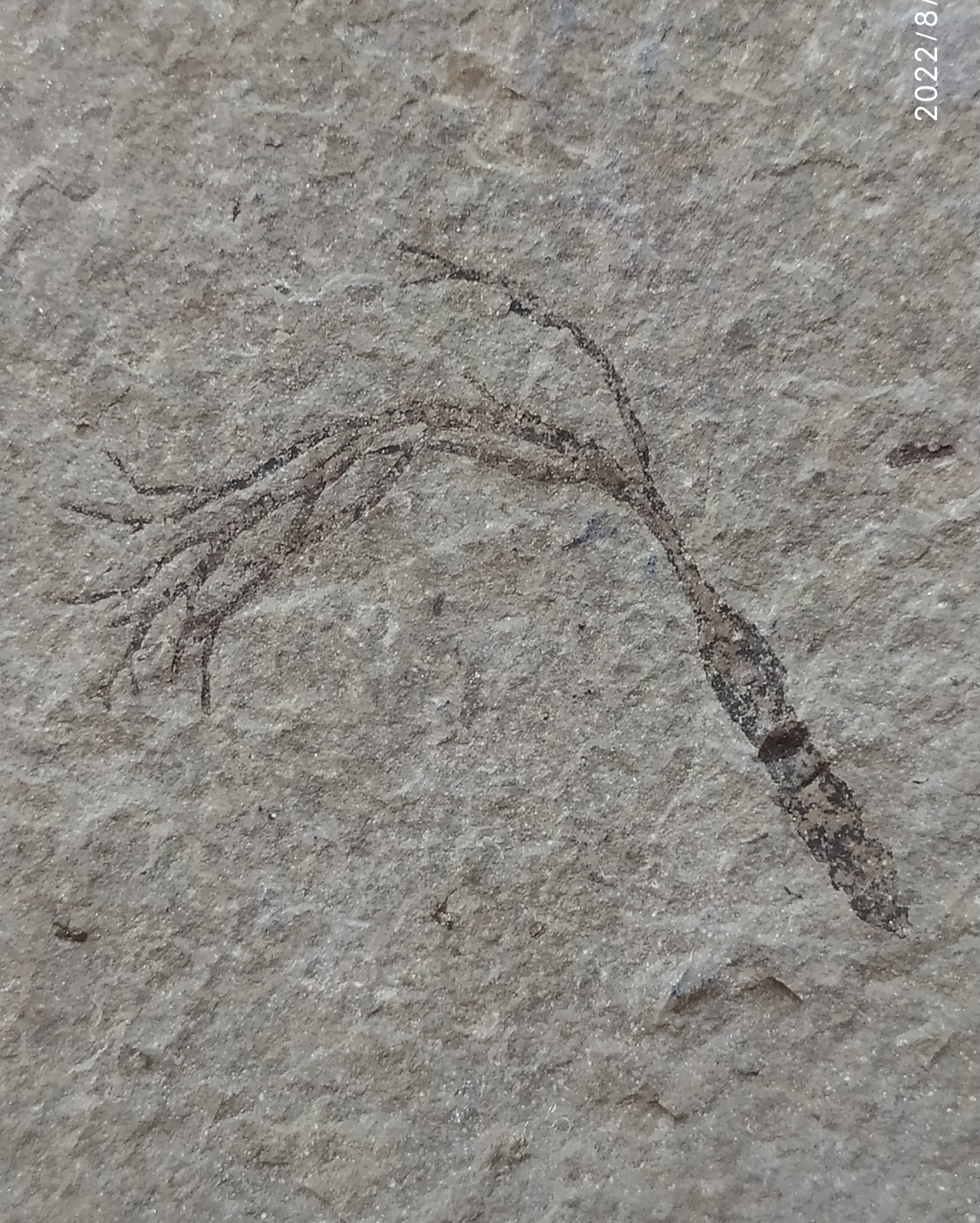 Rare Fossils, Brown Seaweed Cystoseira, Exclusive Fossils, A - Inspire ...