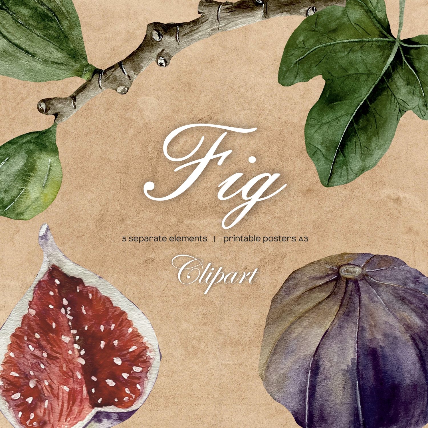 Watercolor Fig Clipart, Fig Studies branch, fig, seeds, leaf | Inspire ...