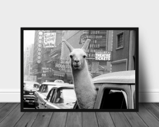 Lama in New York Vintage photo printable, Animal Vintage Pho | Inspire ...