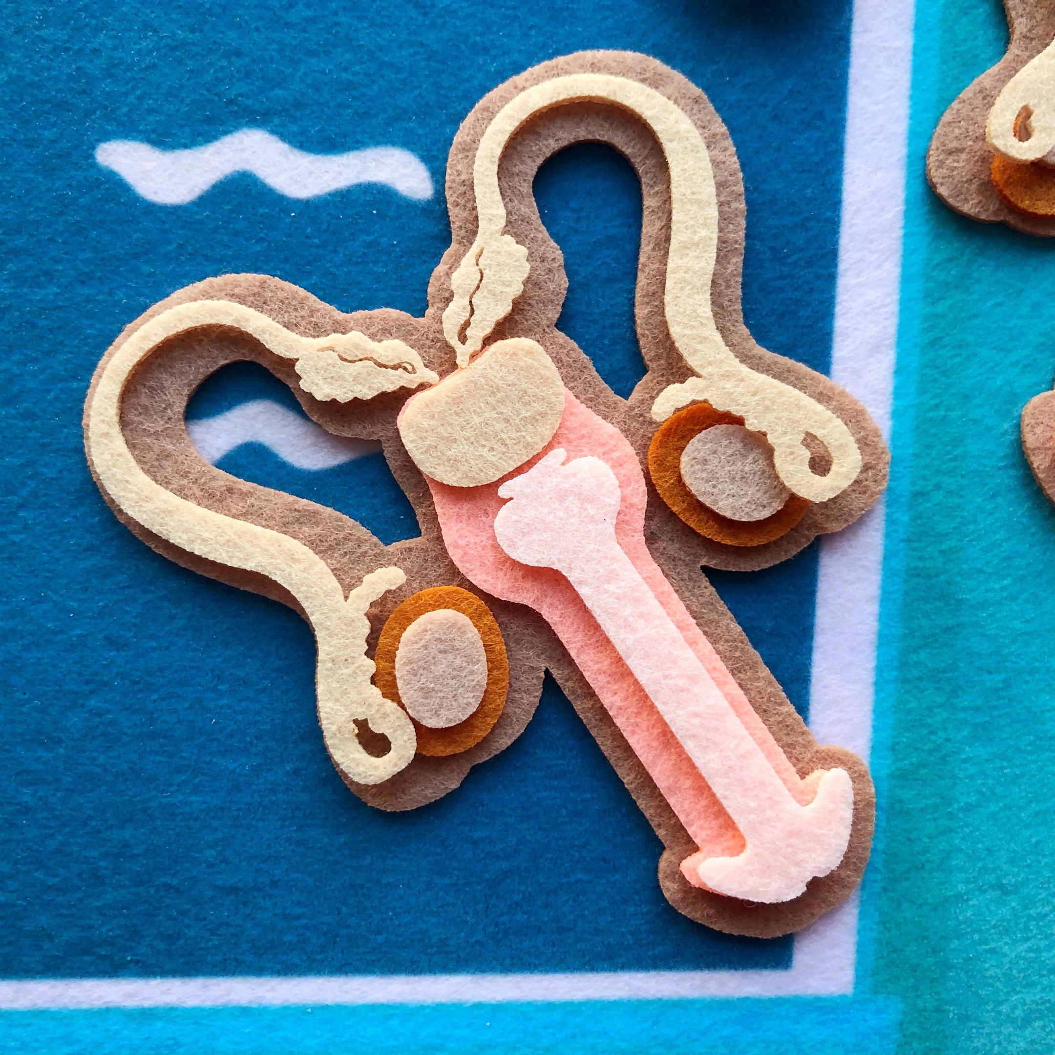 HUMAN ANATOMY, Anatomy board (skeleton and organs, Laser cut - Inspire ...