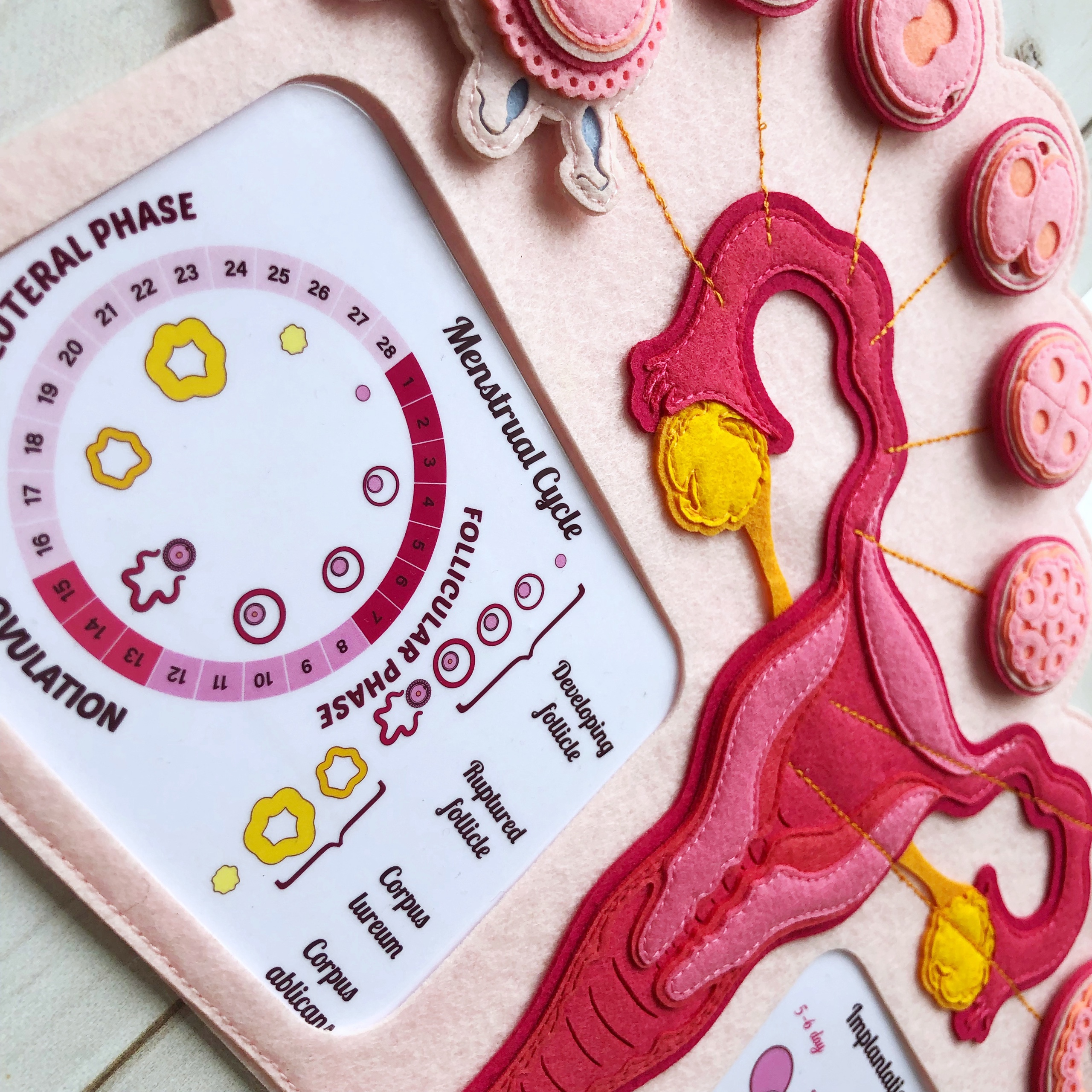 FEMALE FERTILIZATION, Human anatomy, Educational Toy, Reprod - Inspire ...