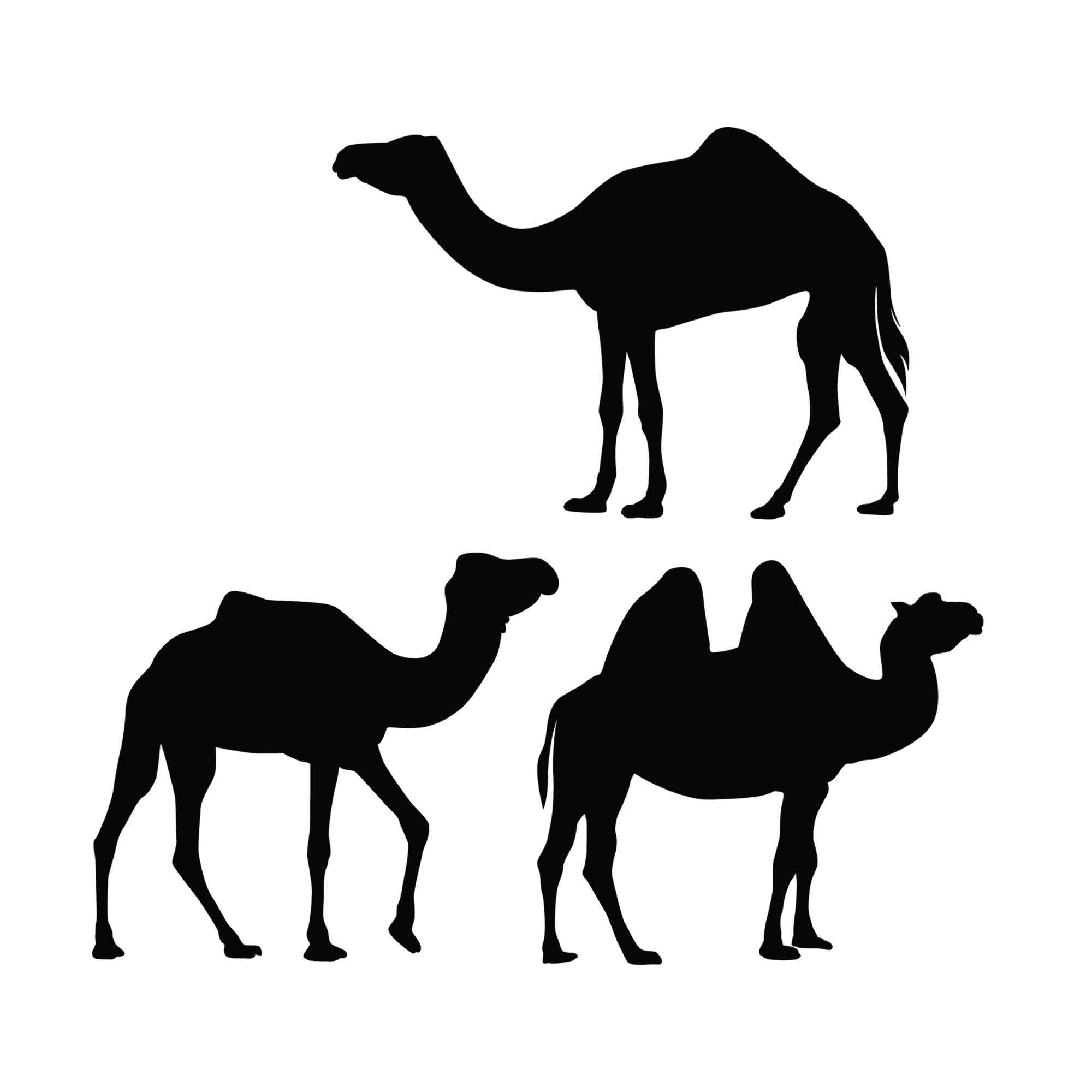 Camel svg, camels svg, camel template, camel dxf, camel png, - Inspire ...