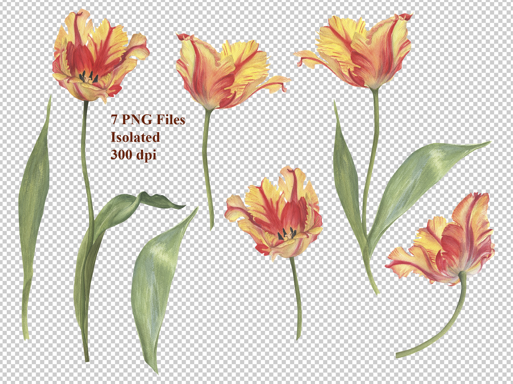 Tulips Watercolor Clipart - Inspire Uplift