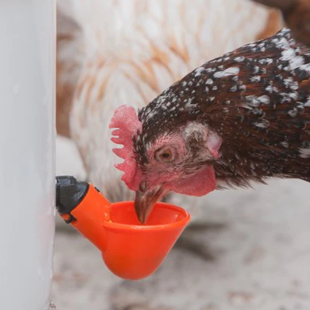 Automatic Chicken Water Drinking Cups | Inspire Uplift