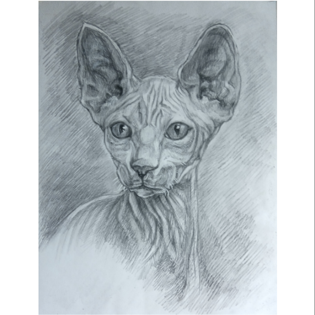 Portrait of a sphinx cat Pencil drawing art work | Inspire Uplift