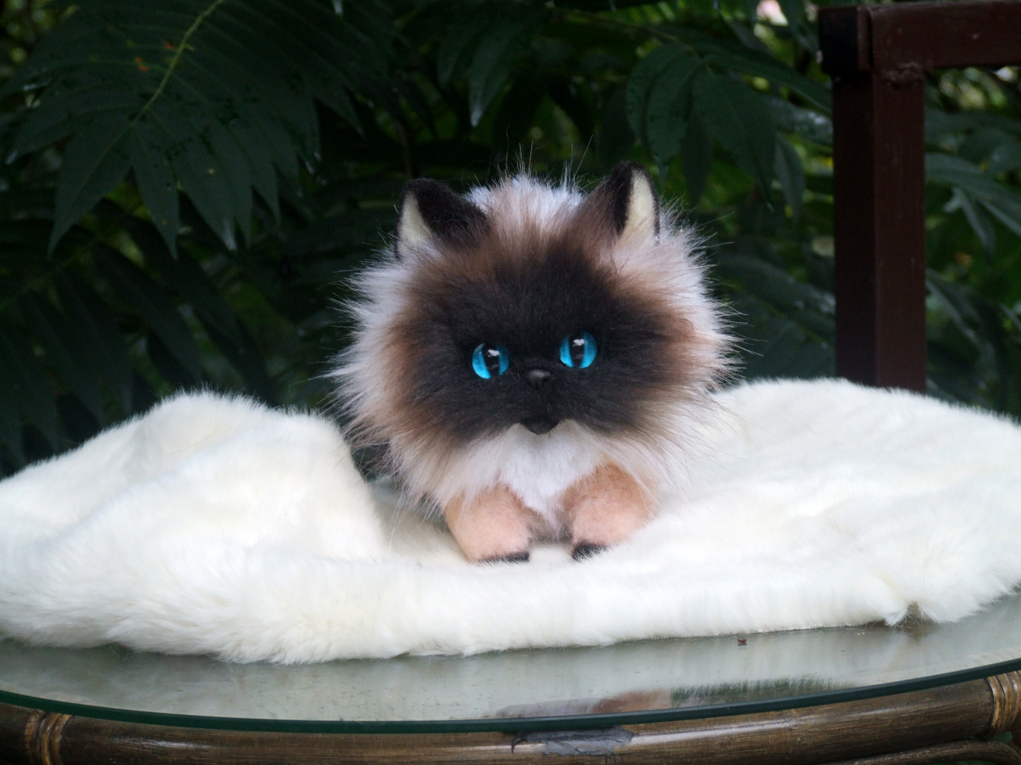 Little kitten | Inspire Uplift