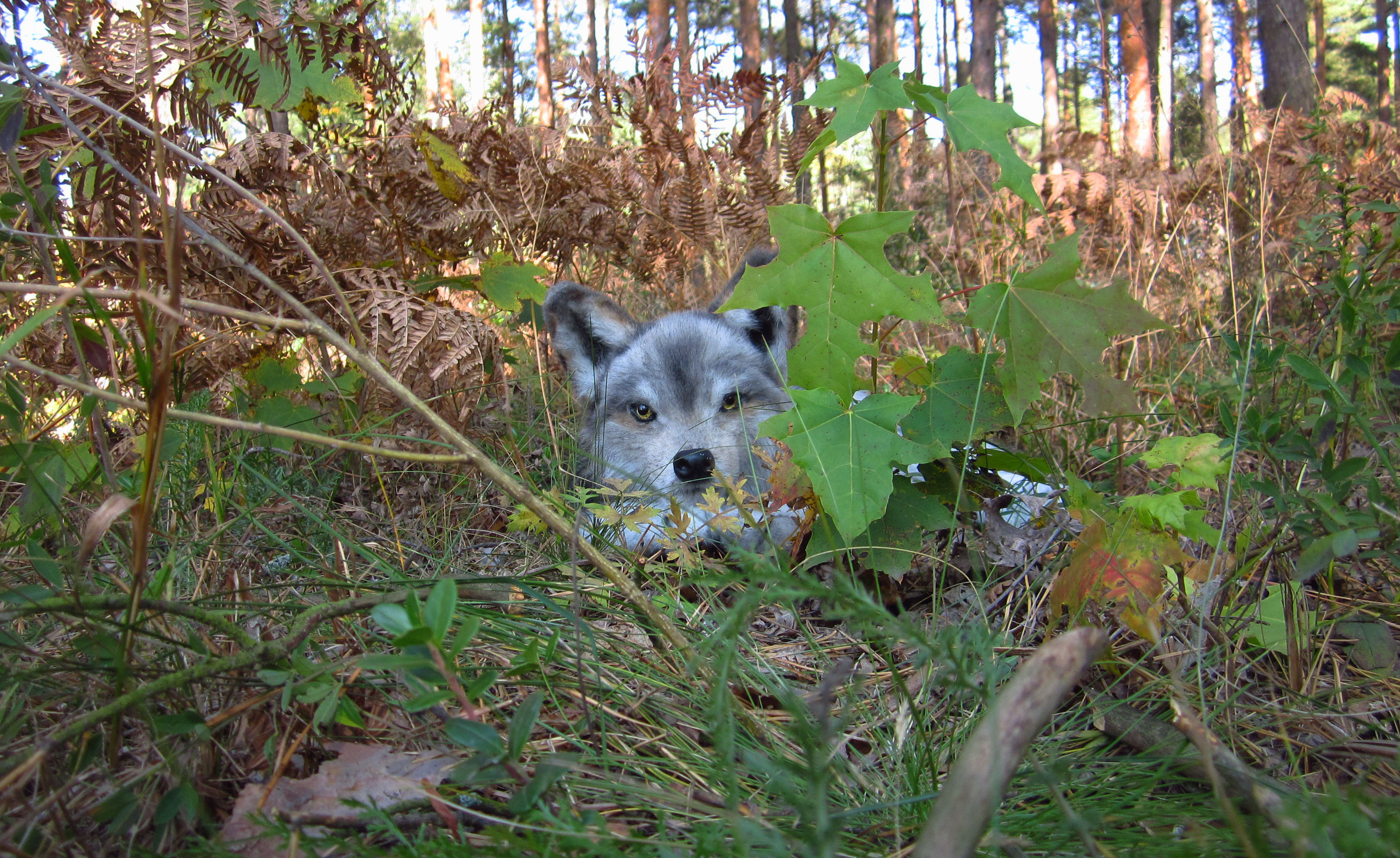 Realistic animal plush wolf toys - Inspire Uplift