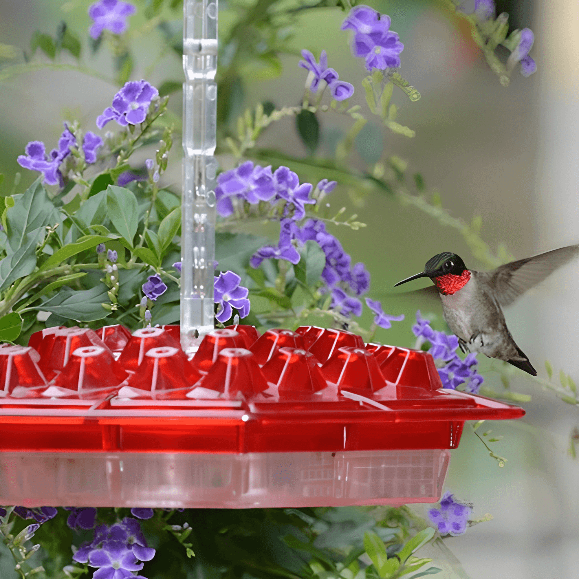30 Feeding Tubes Hummingbirds Feeder | Inspire Uplift