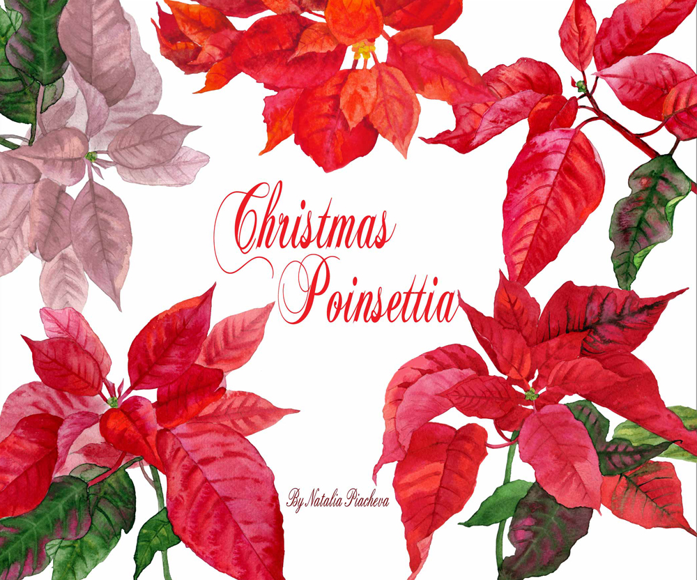 Christmas Poinsettia Flowers. Watercolor Digital clipart. - Inspire Uplift