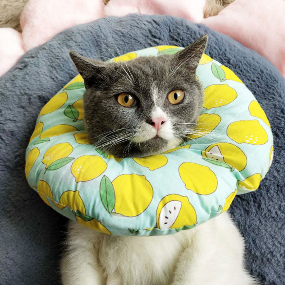 Cat Recovery Collars Soft Adjustable Cones After Surgery for | Inspire ...