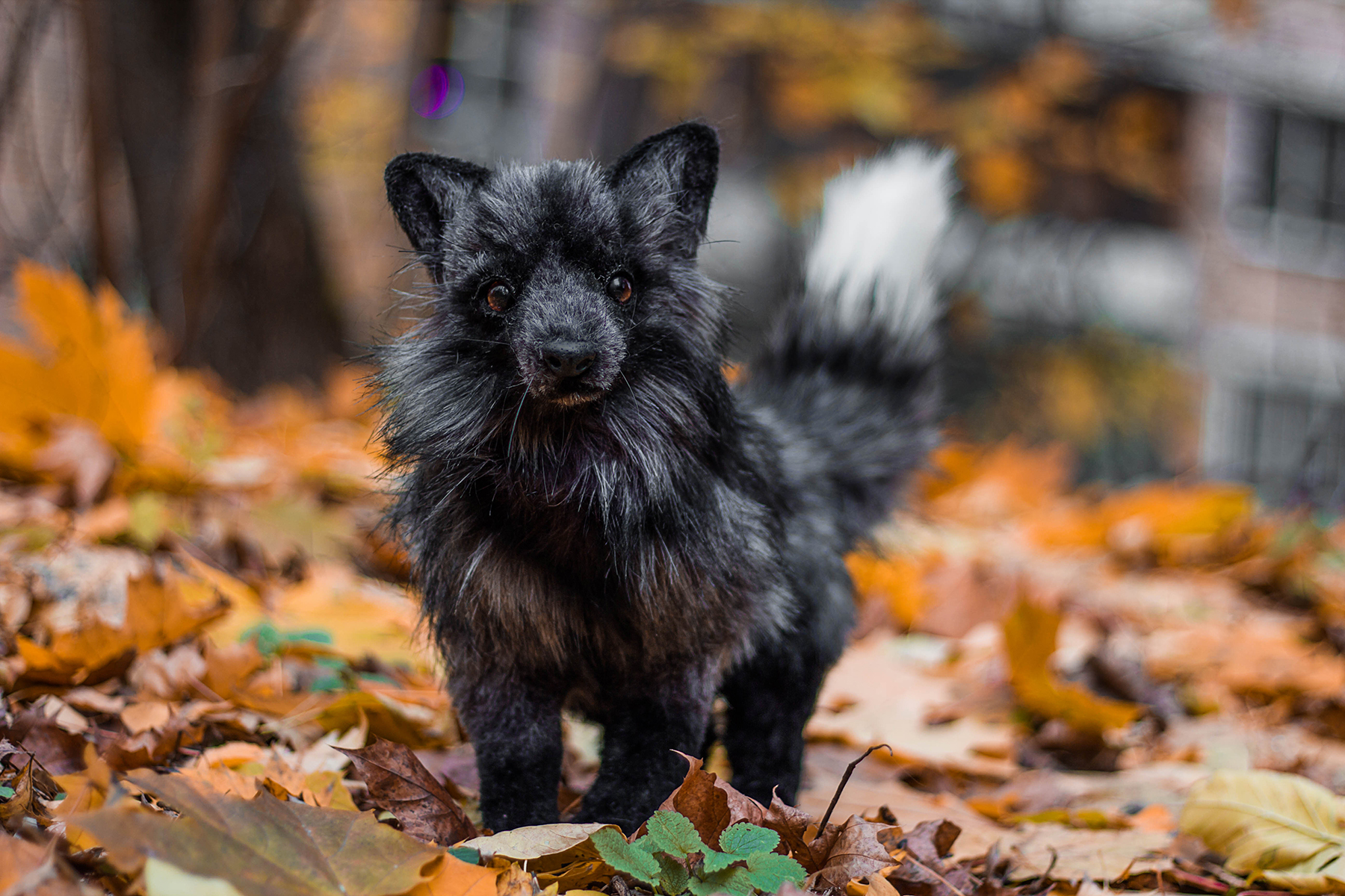 Realistic Teddy Silver Fox Toy | Inspire Uplift