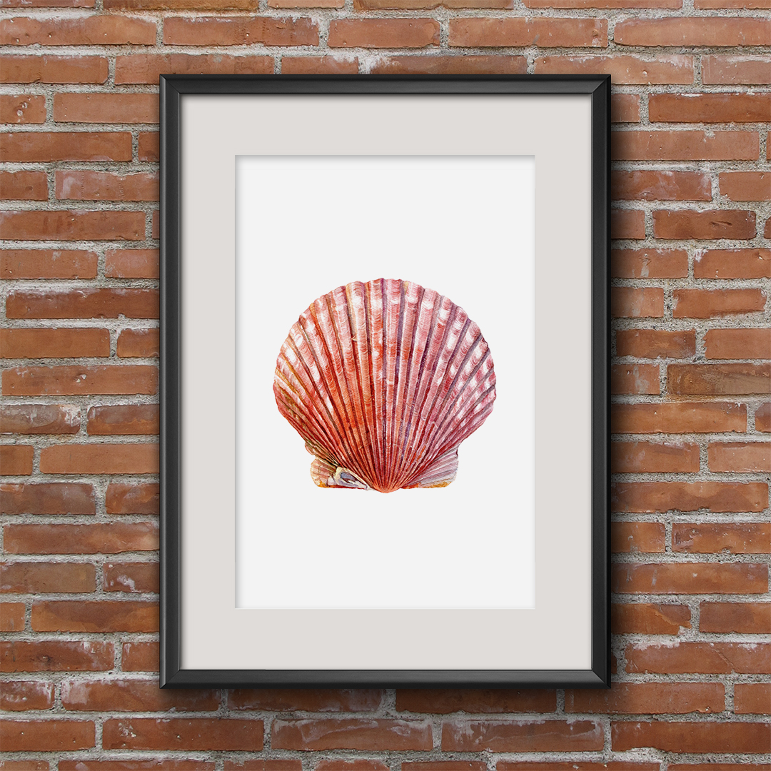 Seashell Scallop Watercolor illustration for printing Poster | Inspire ...