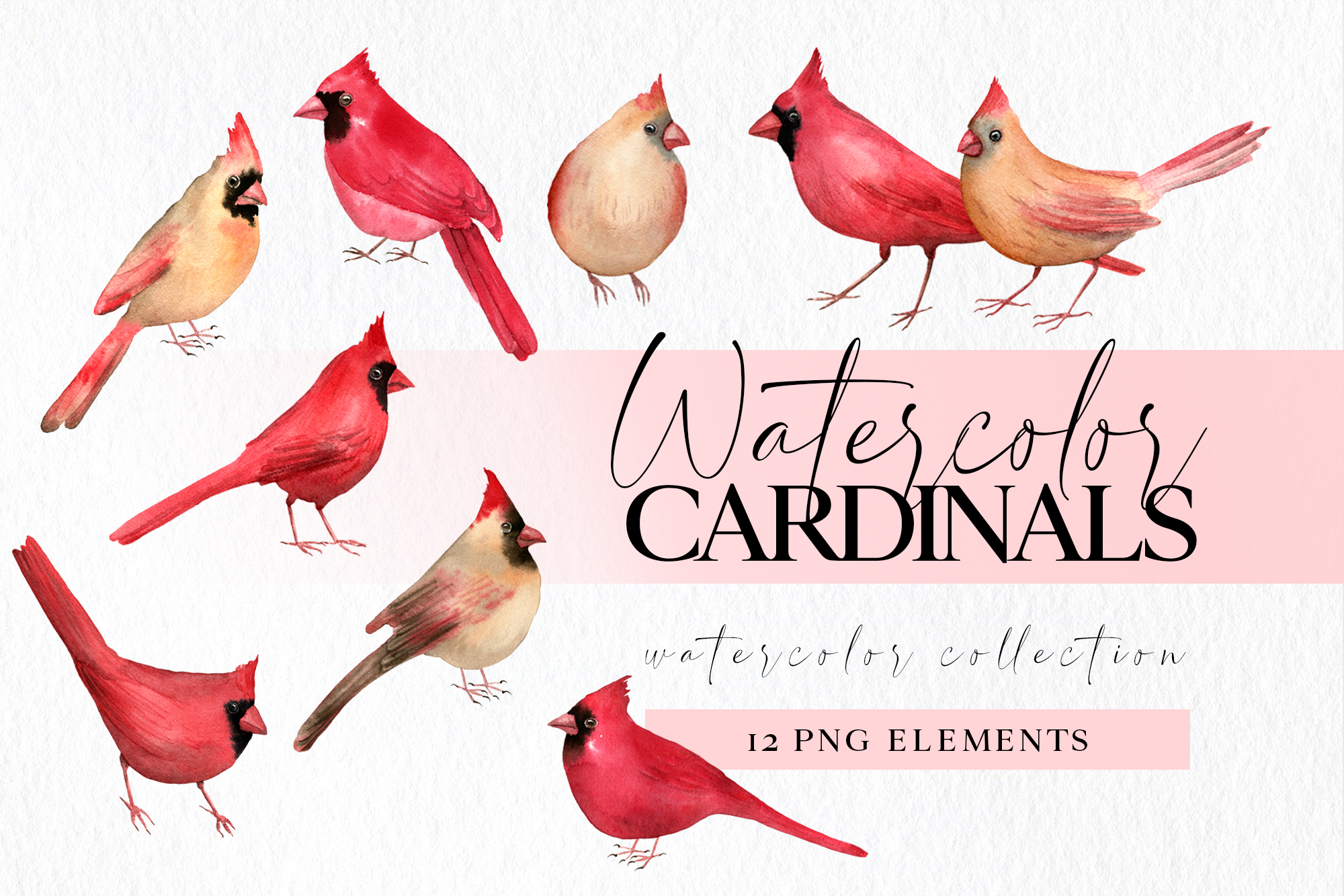 Watercolor cardinals clipart, male and female cardinal birds | Inspire ...