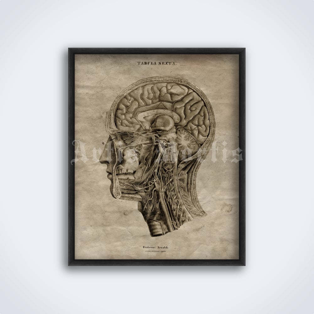 Human Brain lateral cross-section medical anatomy illustrati - Inspire ...