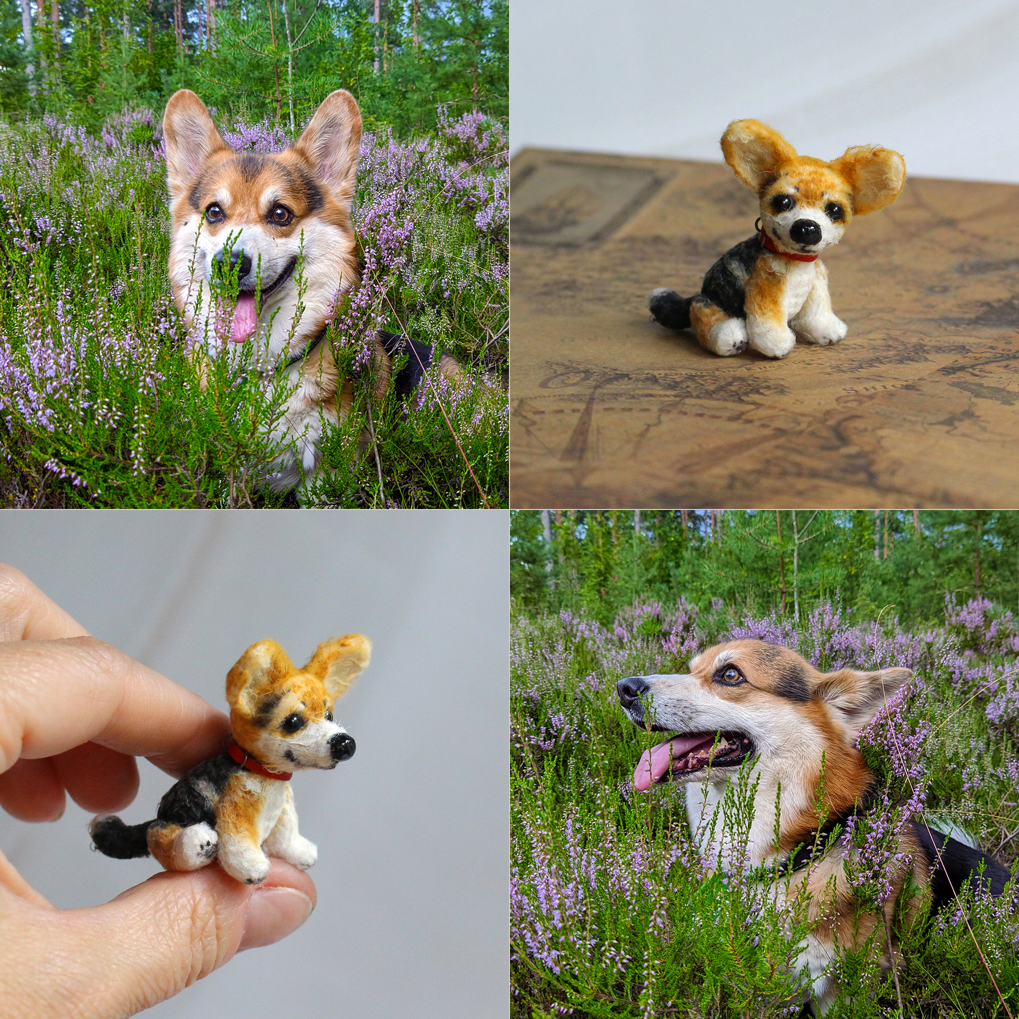 Miniature Welsh Corgi