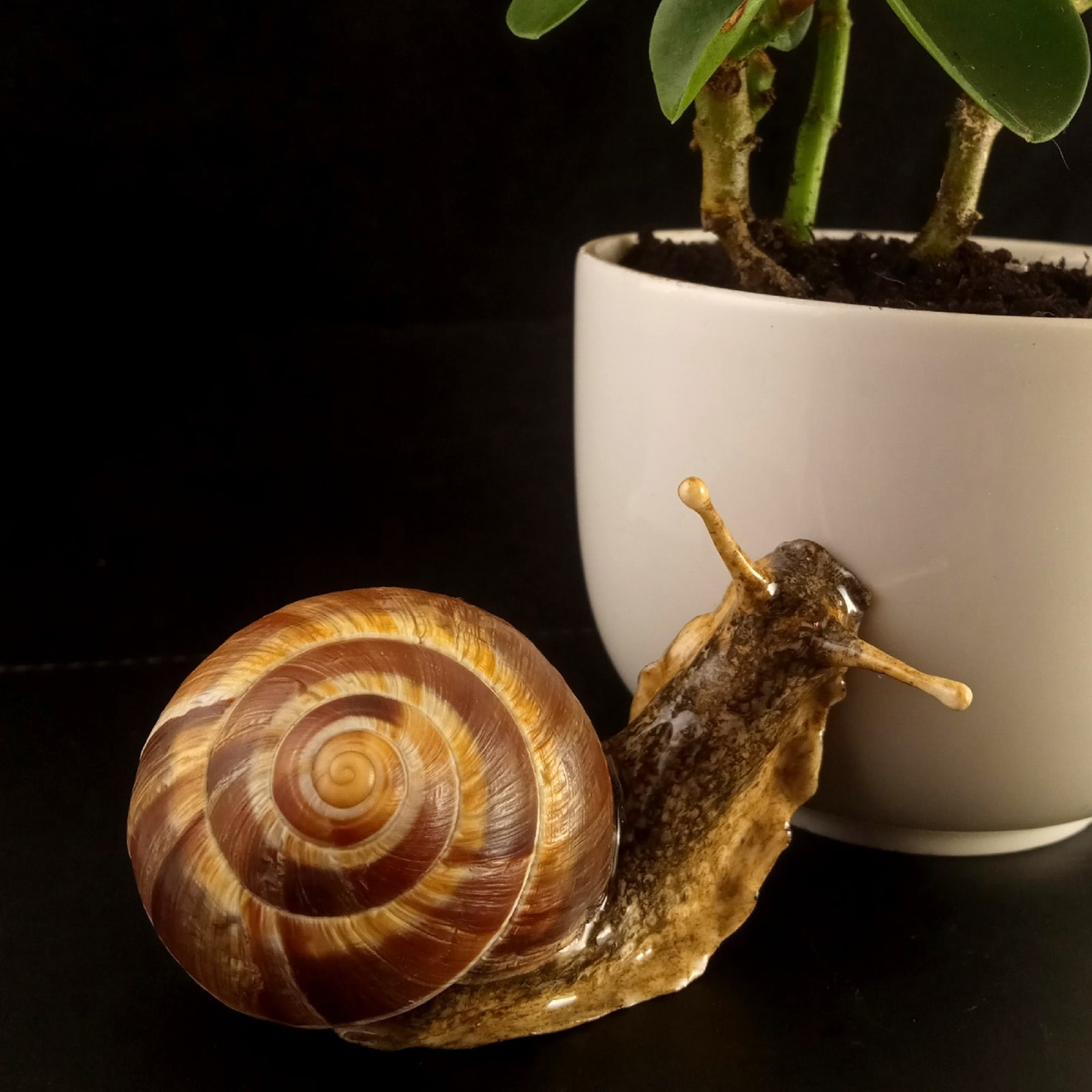 Snail realistic tabletop figurine. Slug decor of flower pot, | Inspire ...
