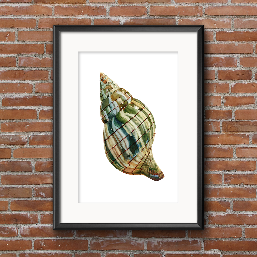 Banded tulip Seashell Watercolor illustration for printing | Inspire Uplift