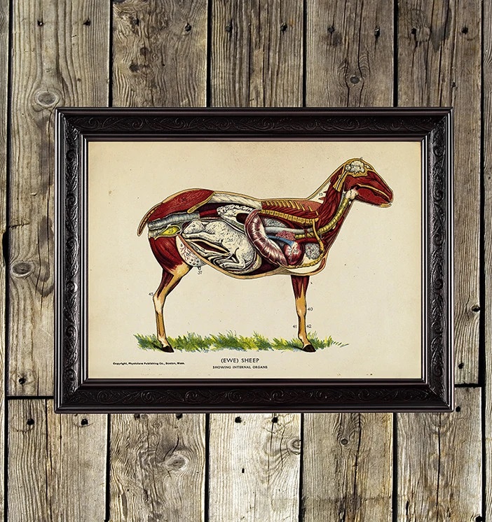 Sheep Internal Organs. 889. | Inspire Uplift