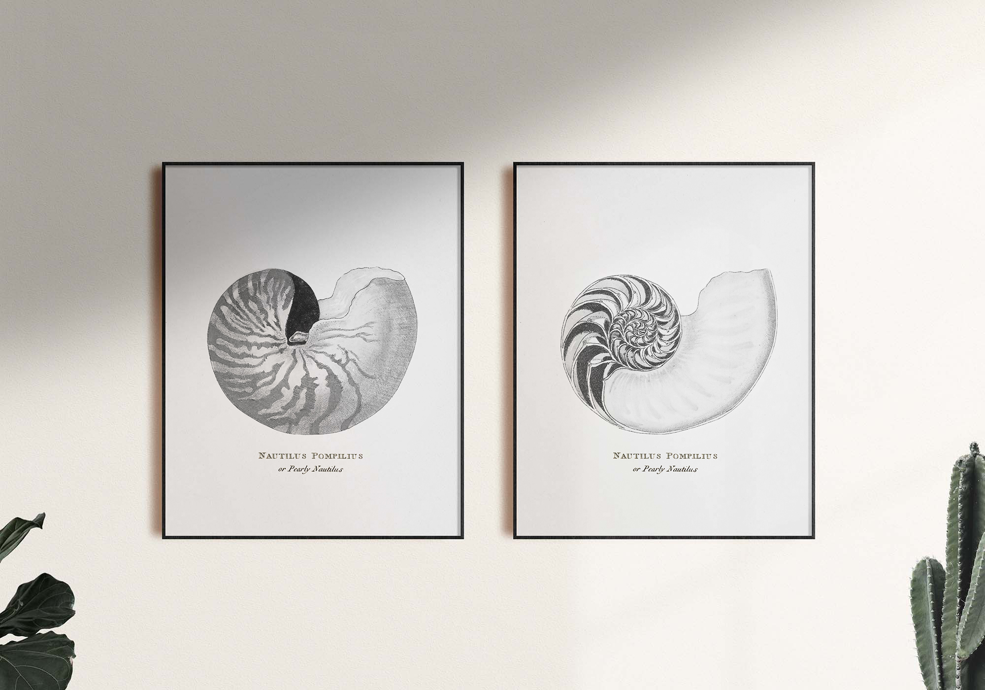 Seashell print, Vintage SeaShell Poster, Nautilus Pompilius | Inspire ...