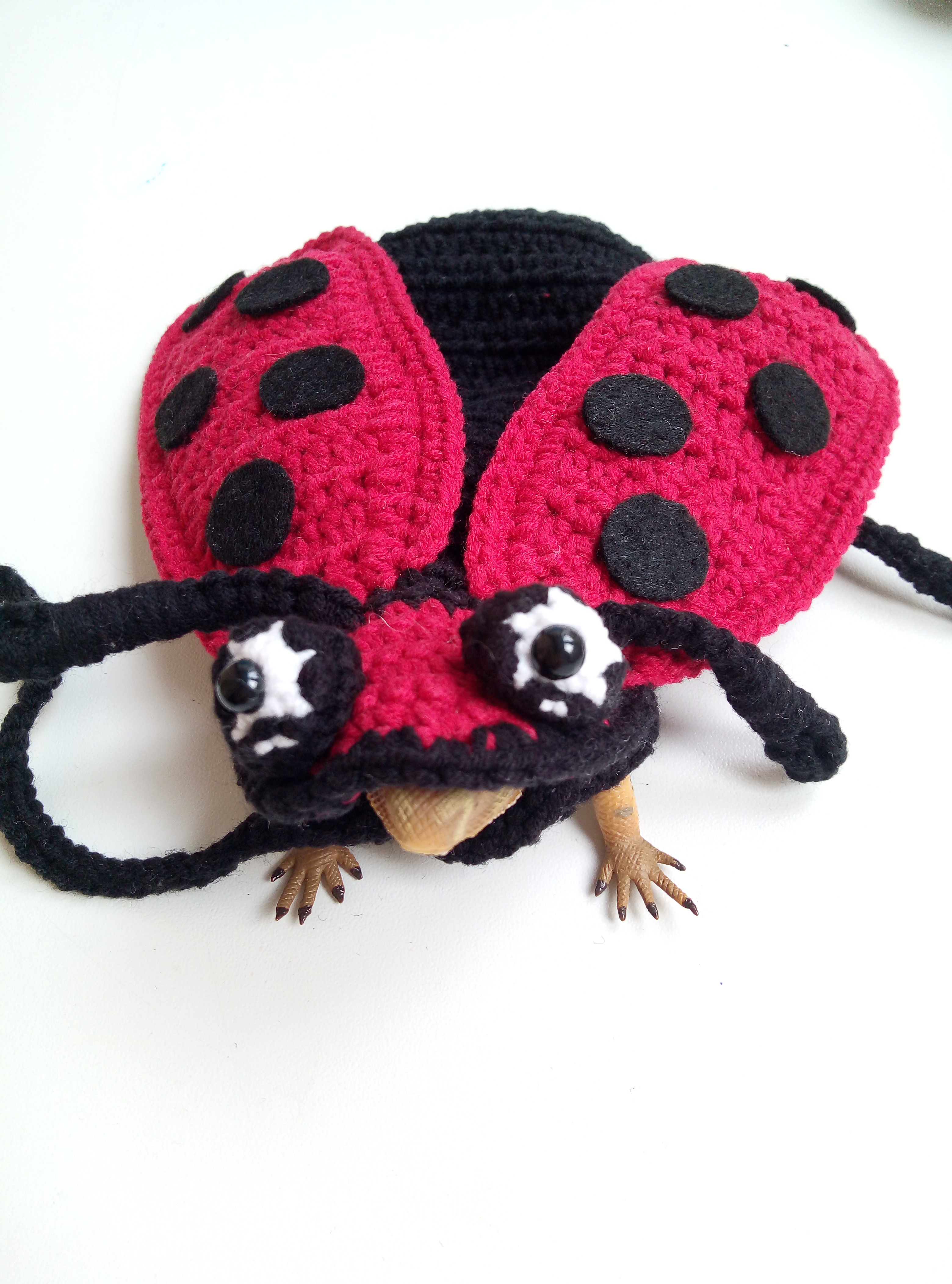 Ladybug bearded dragon costume, ladybug rat costume, ladybug | Inspire ...